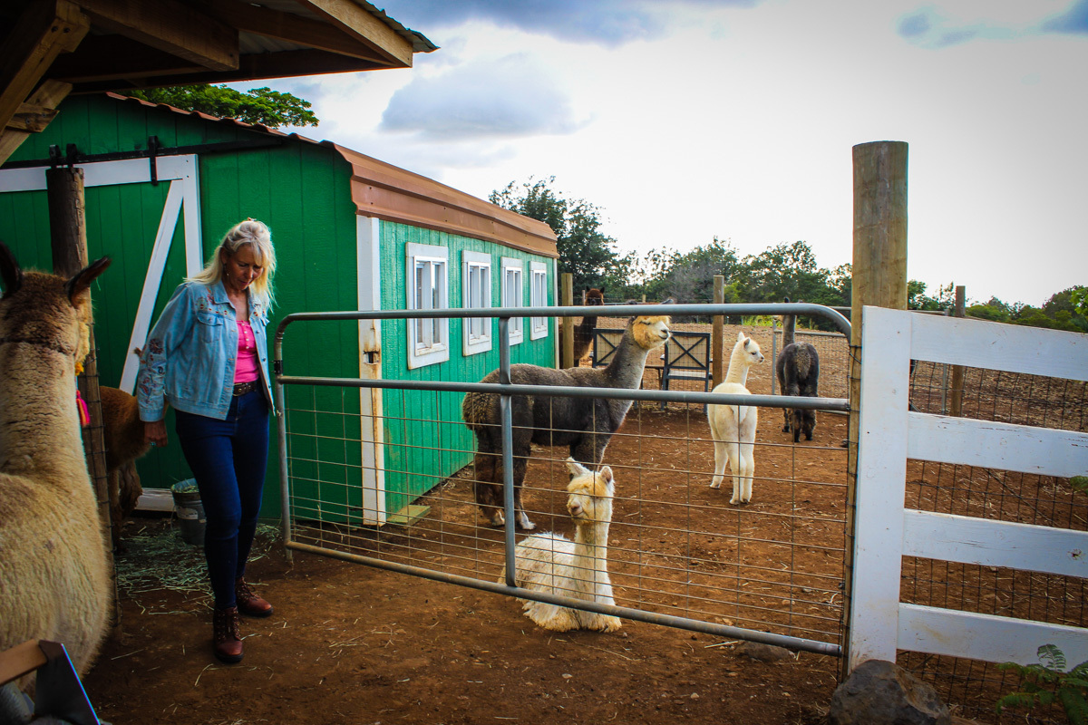 Fun on the alpaca farm | News, Sports, Jobs - Maui News